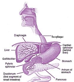 Hiatus Hernia