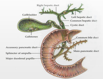 ERCP